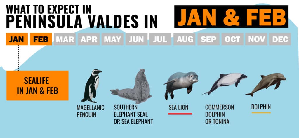 Which animals can you see in Peninsula Valdes and when? | Peninsula Valdes
